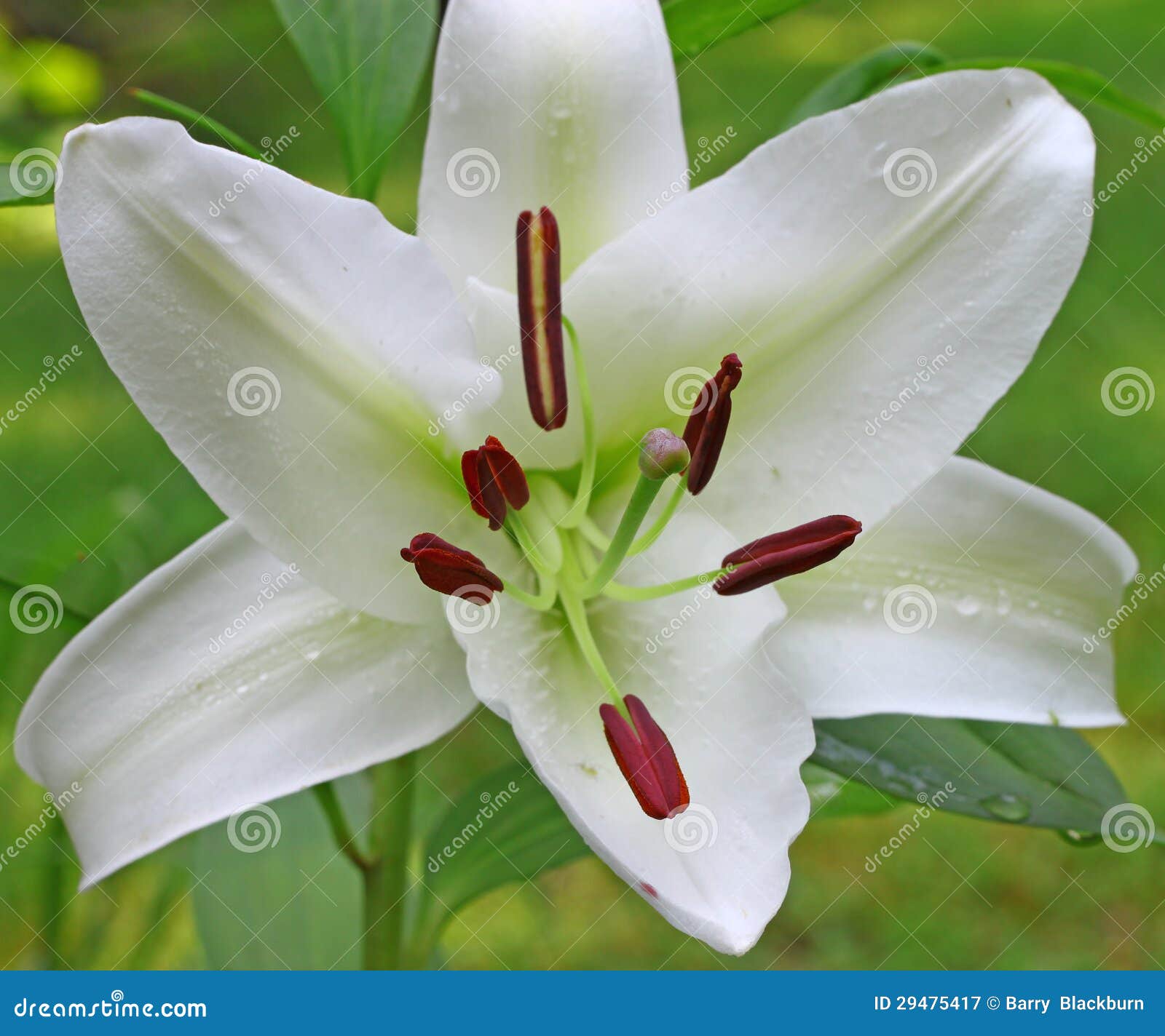White Christmas Lily stock image. Image of color, brown - 29475417
