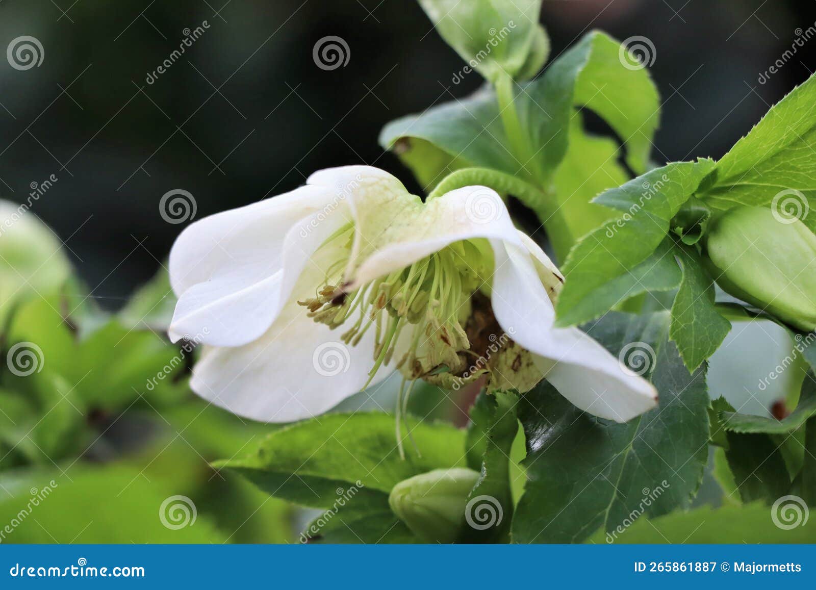 White Christmas Rose Facing Down Stock Image - Image of herb, christmas ...