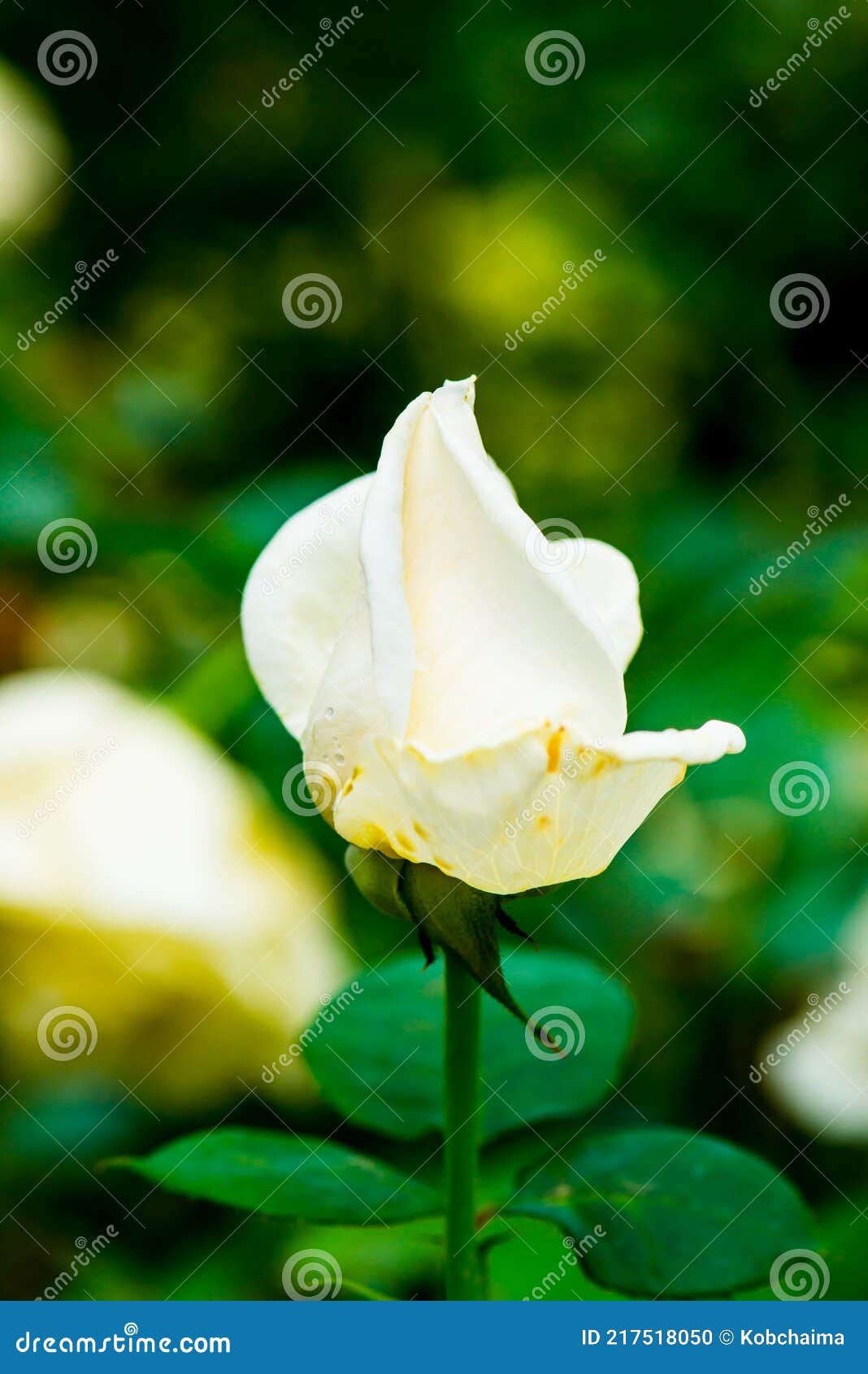 White Christmas Rose or White Rose in Garden Stock Photo - Image of ...