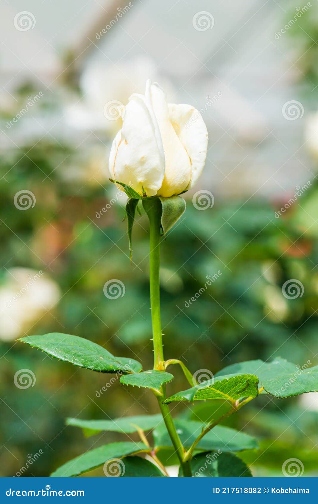 White Christmas Rose or White Rose in Garden Stock Photo - Image of ...