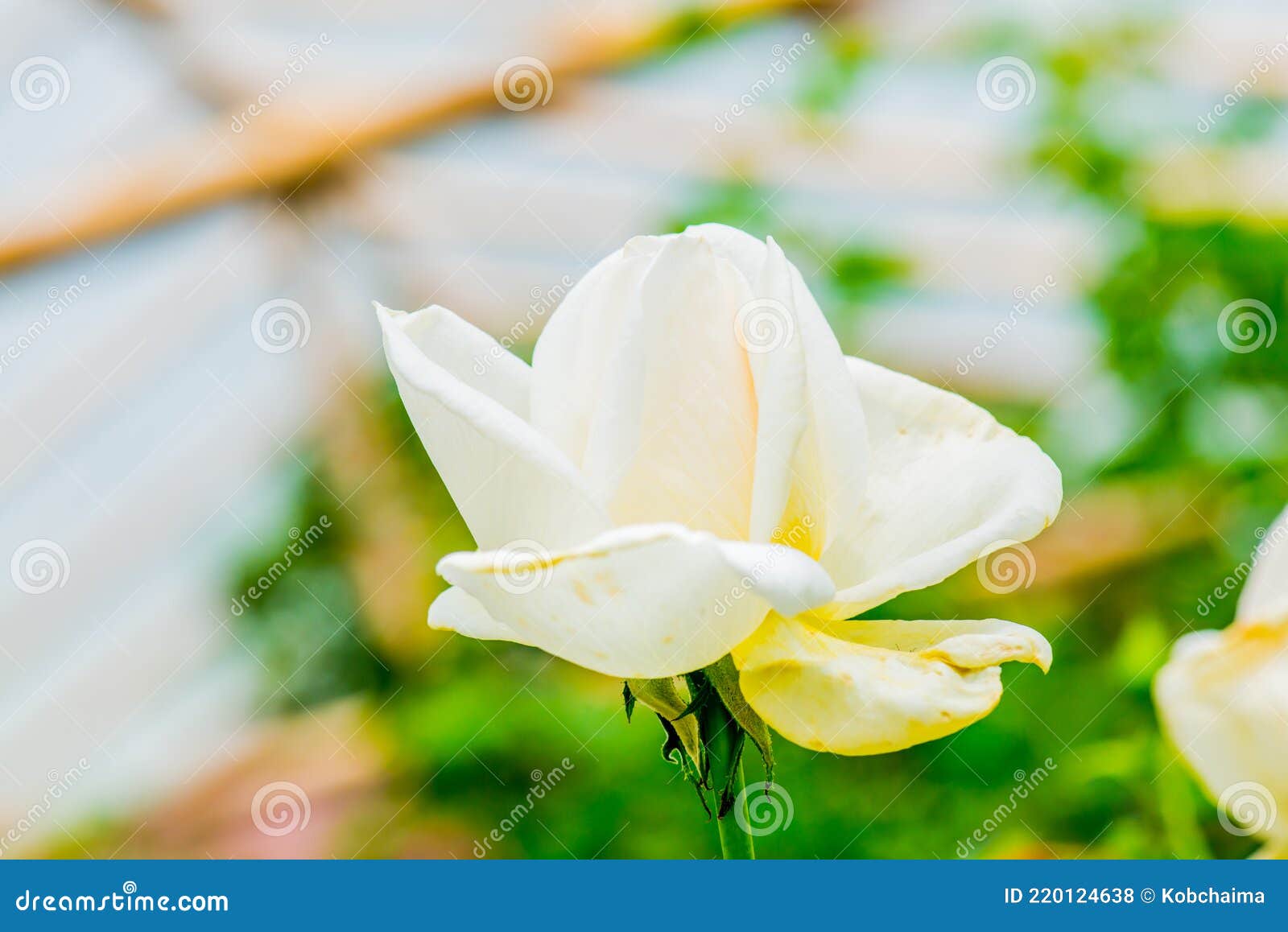 White Christmas Rose or White Rose in Garden Stock Photo - Image of ...