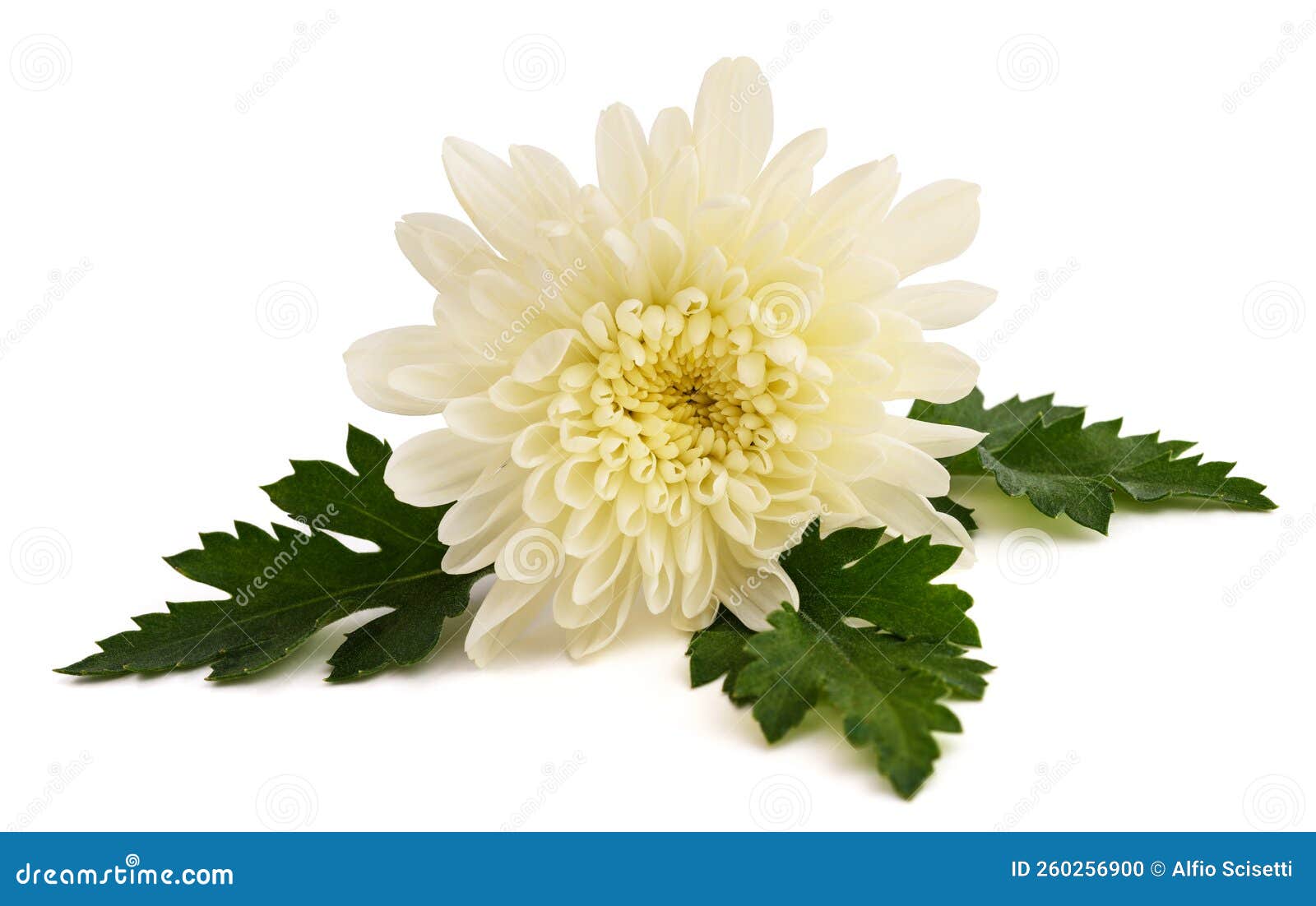 White chrysanth flower stock photo. Image of flower - 260256900