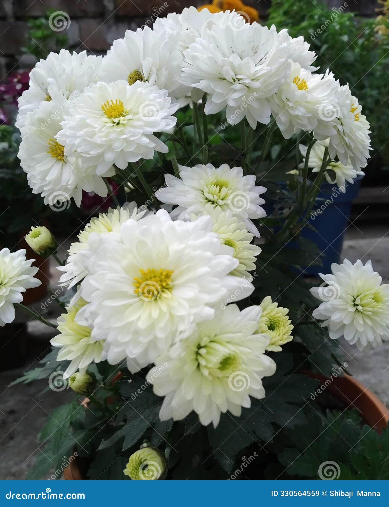 White Chrysanthemum stock image. Image of perennial - 330564559