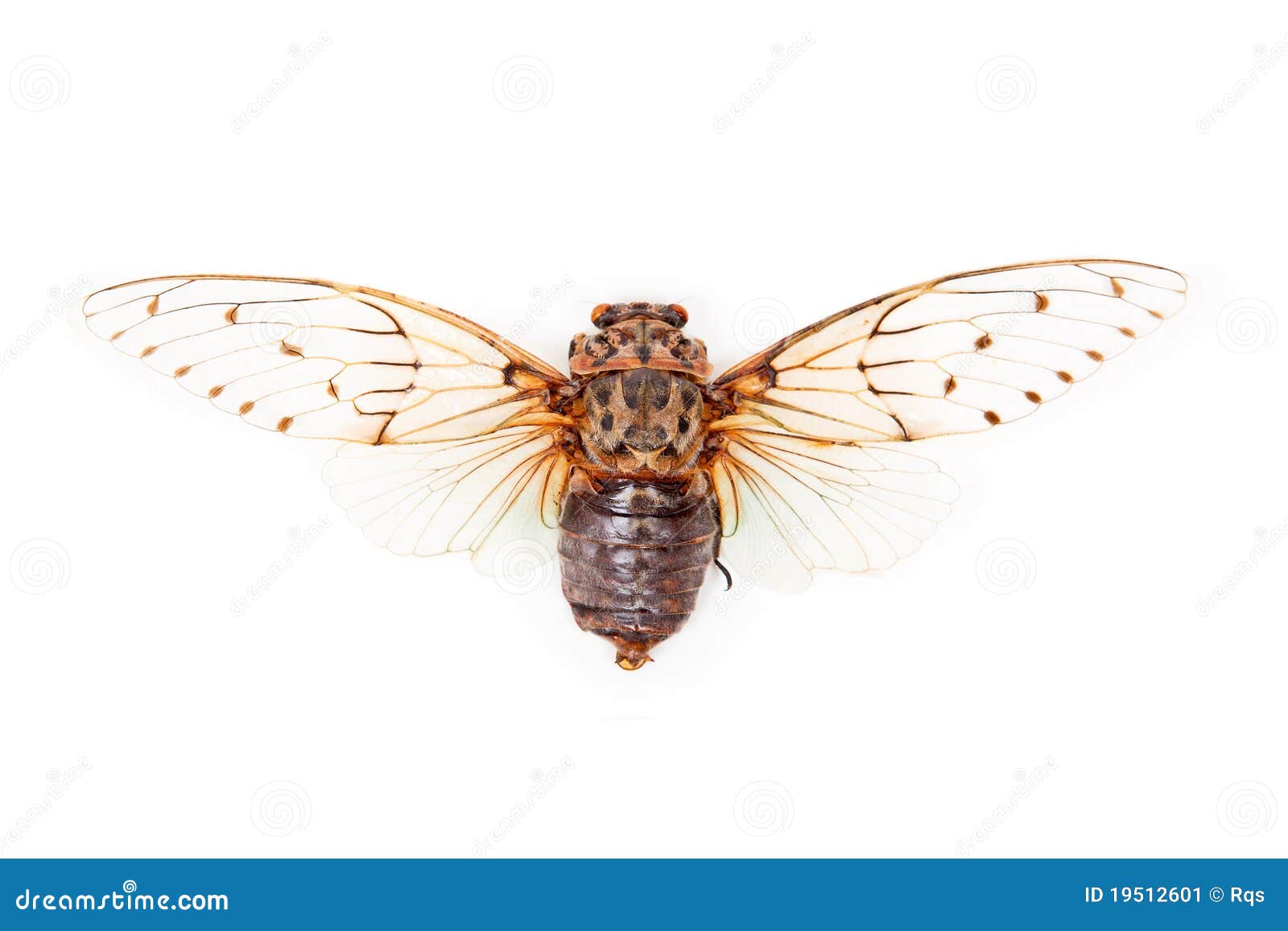 White Cicada Ayuthia Spectabilis Isolated Stock Image - Image of nature ...