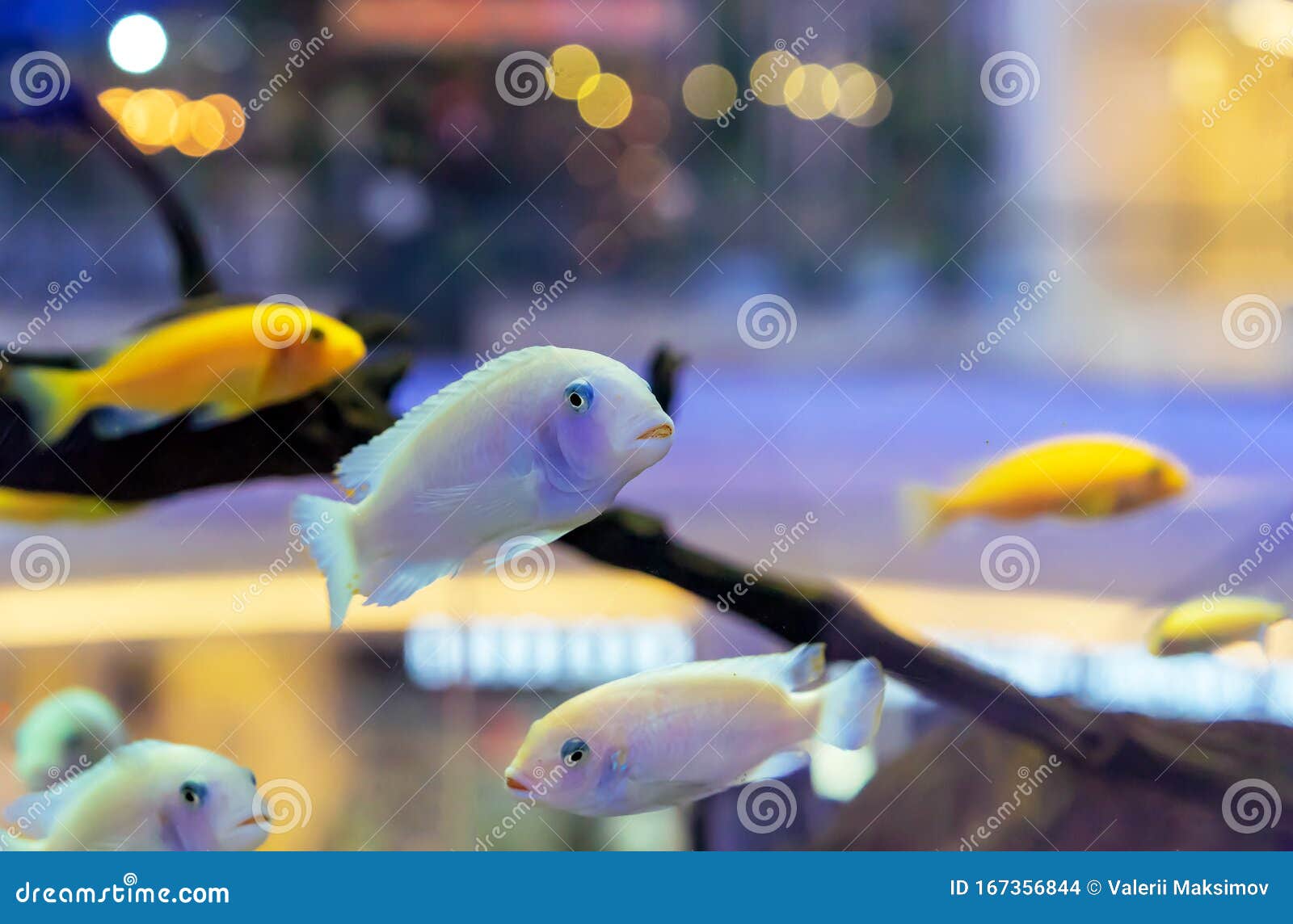 White Cichlids Fish. Home Aquarium with Exotic Fish Stock Photo - Image ...