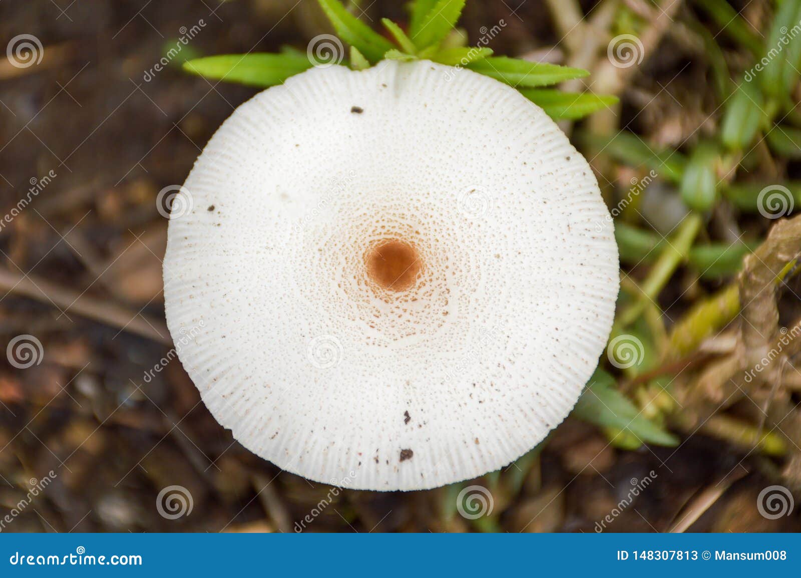 White Circle Mushroom in Nature Garden Stock Image - Image of fungi ...