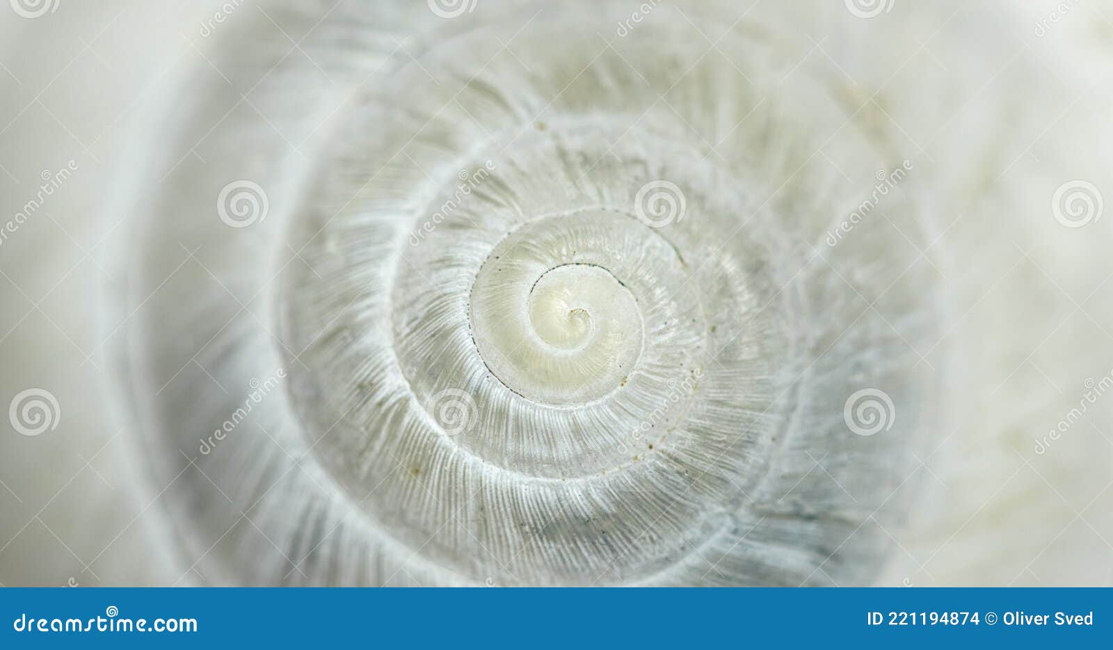White Circular Shell Closeup of Small Snail Stock Photo - Image of ...