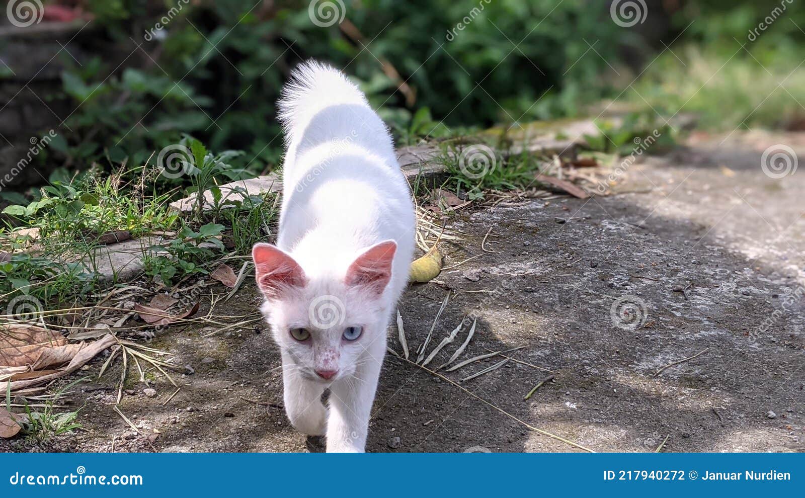 White Clean Cat stock photo. Image of wildlife, grass - 217940272
