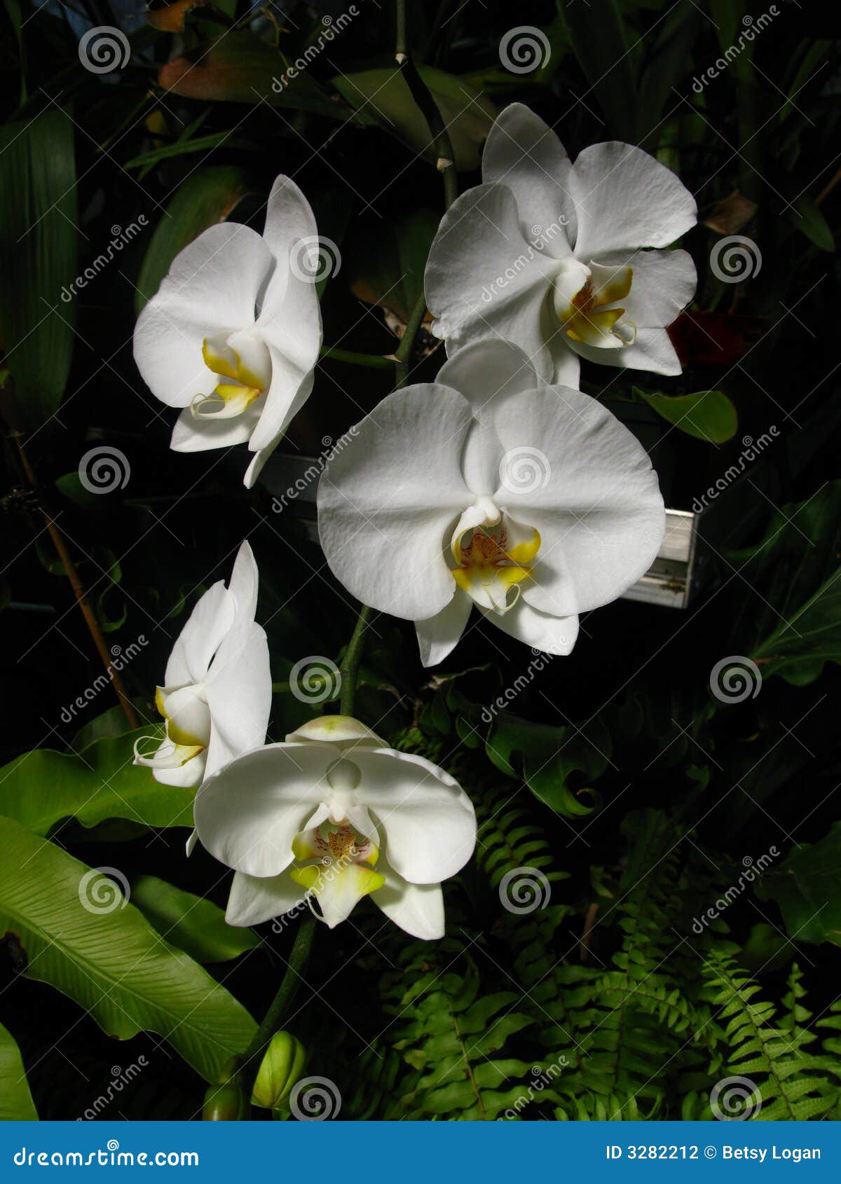 White Climbing Orchids stock photo. Image of lovely, conservatory - 3282212
