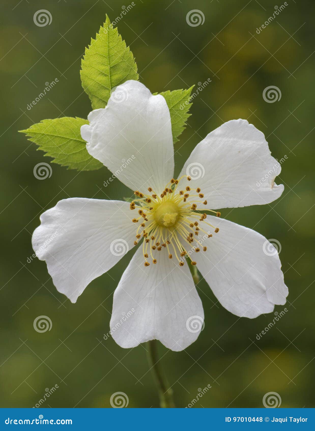 White climbing rose stock photo. Image of white, rose - 97010448