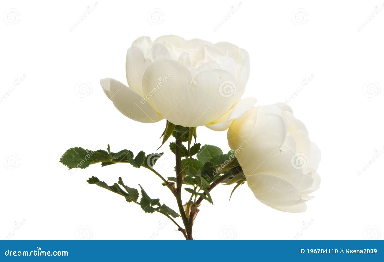 White Climbing Rose Isolated Stock Photo - Image of green, romance ...