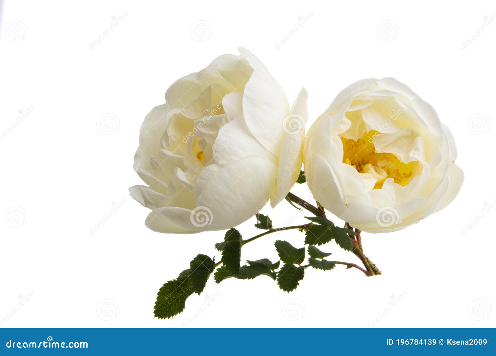 White Climbing Rose Isolated Stock Image - Image of rose, petal: 196784139