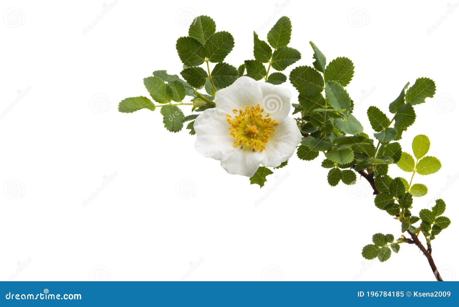 White Climbing Rose Isolated Stock Image - Image of green, white: 196784185