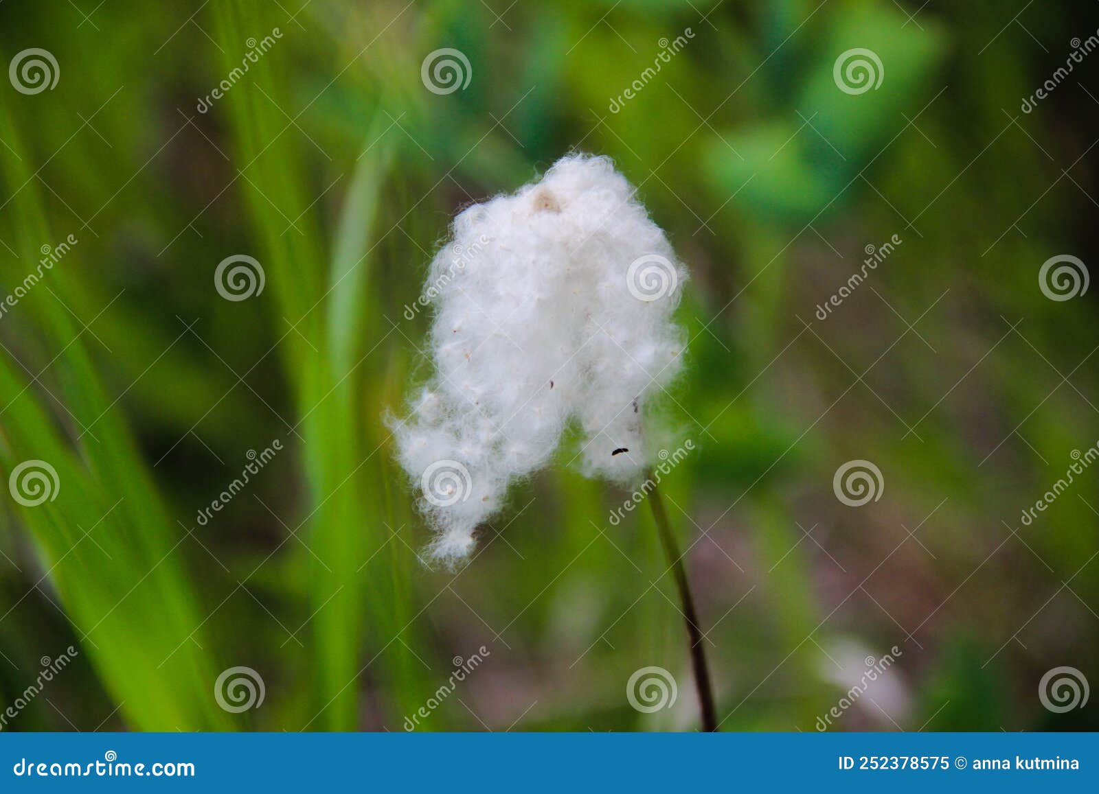 A white cloud of fluff stock image. Image of cloud, garden - 252378575