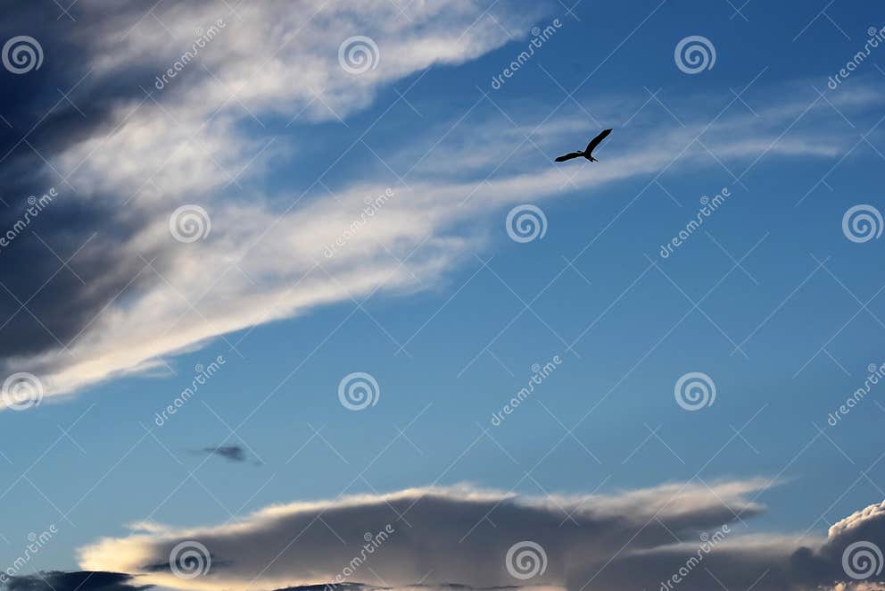White Cloud and Flying Bird Stock Photo - Image of clouds, whiteclouds ...