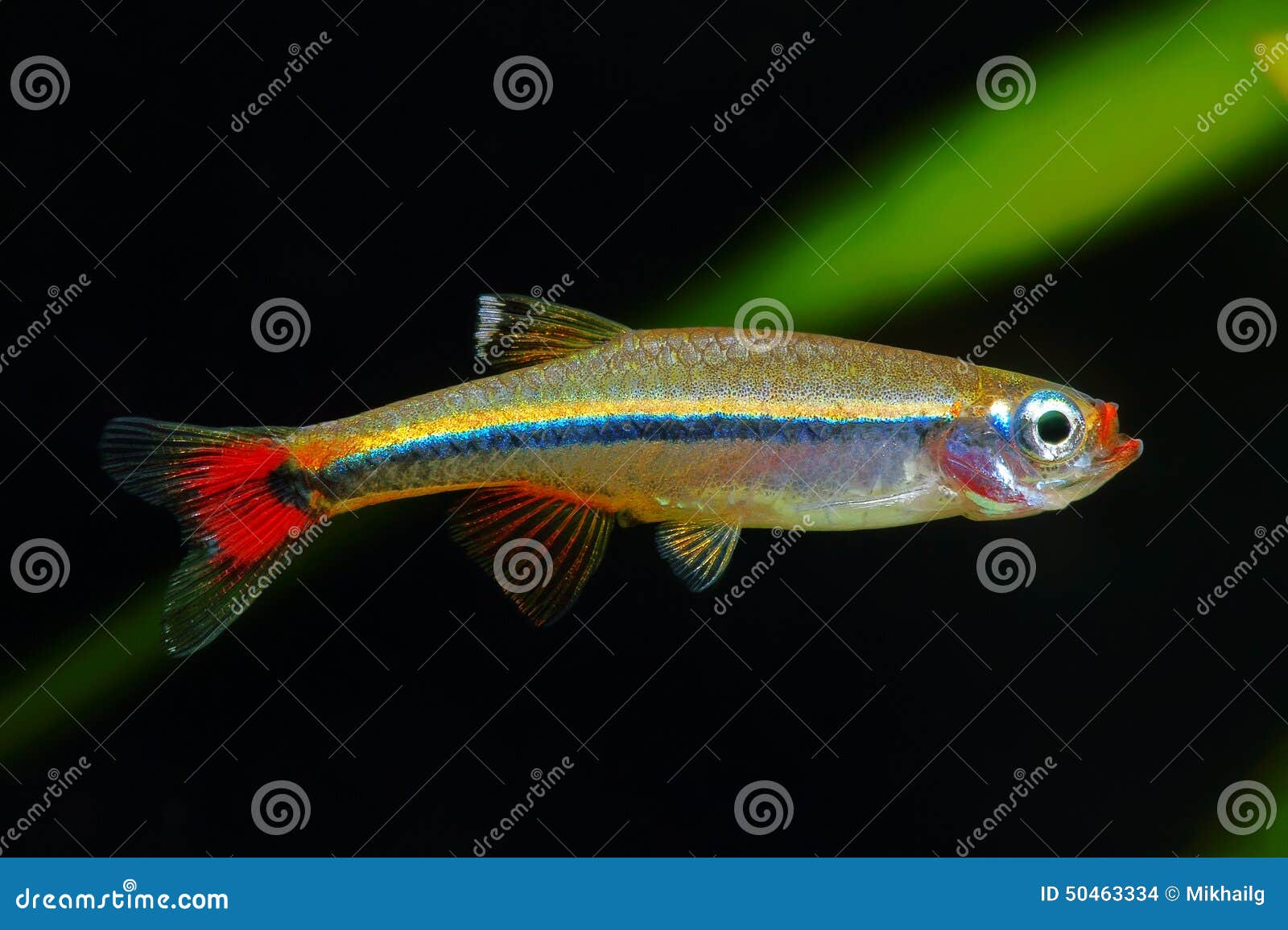 White Cloud Mountain Minnow Stock Photo - Image of alba, freshwater ...