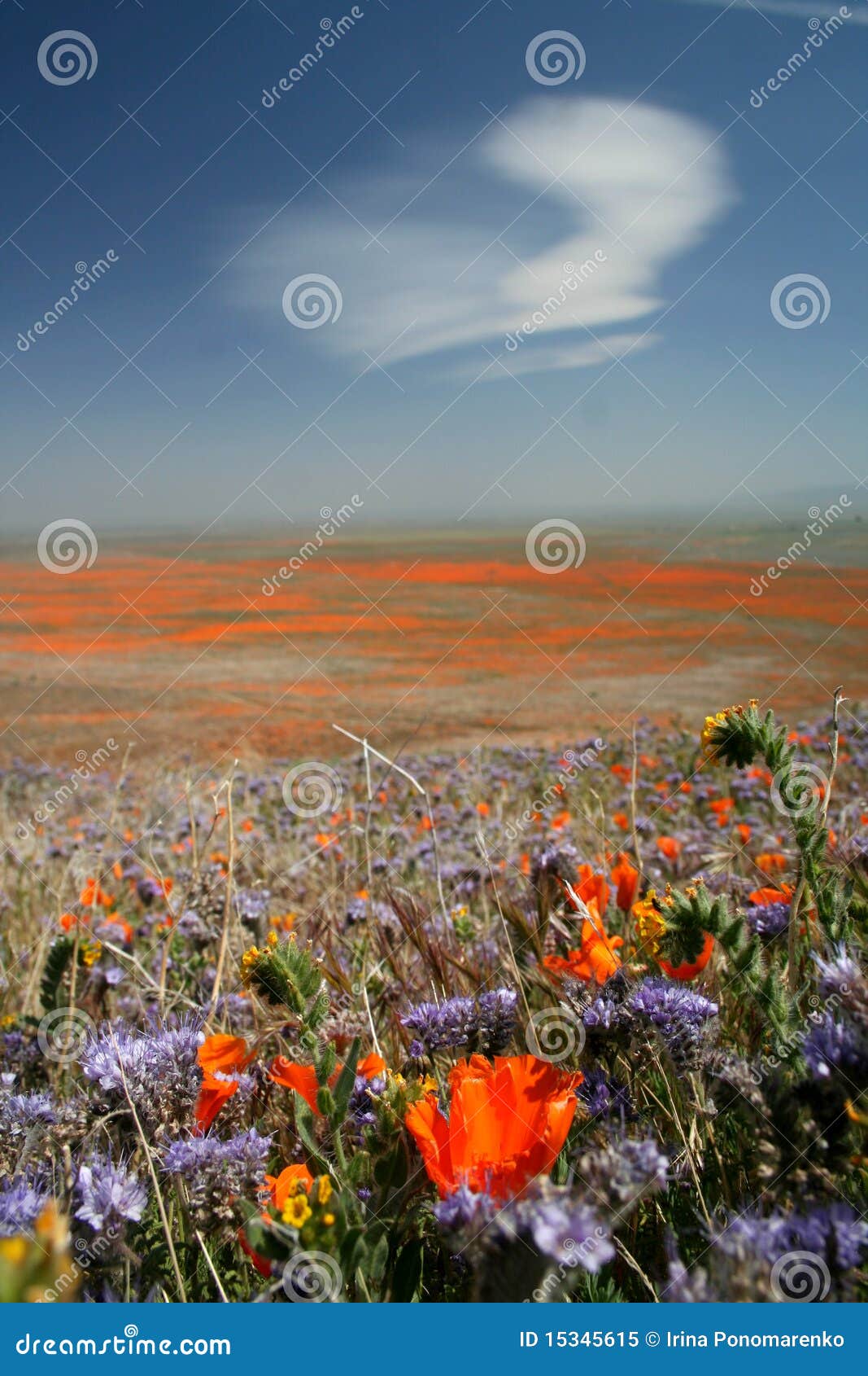 White Cloud Over Spring Flowers Stock Image - Image of field, poppy ...