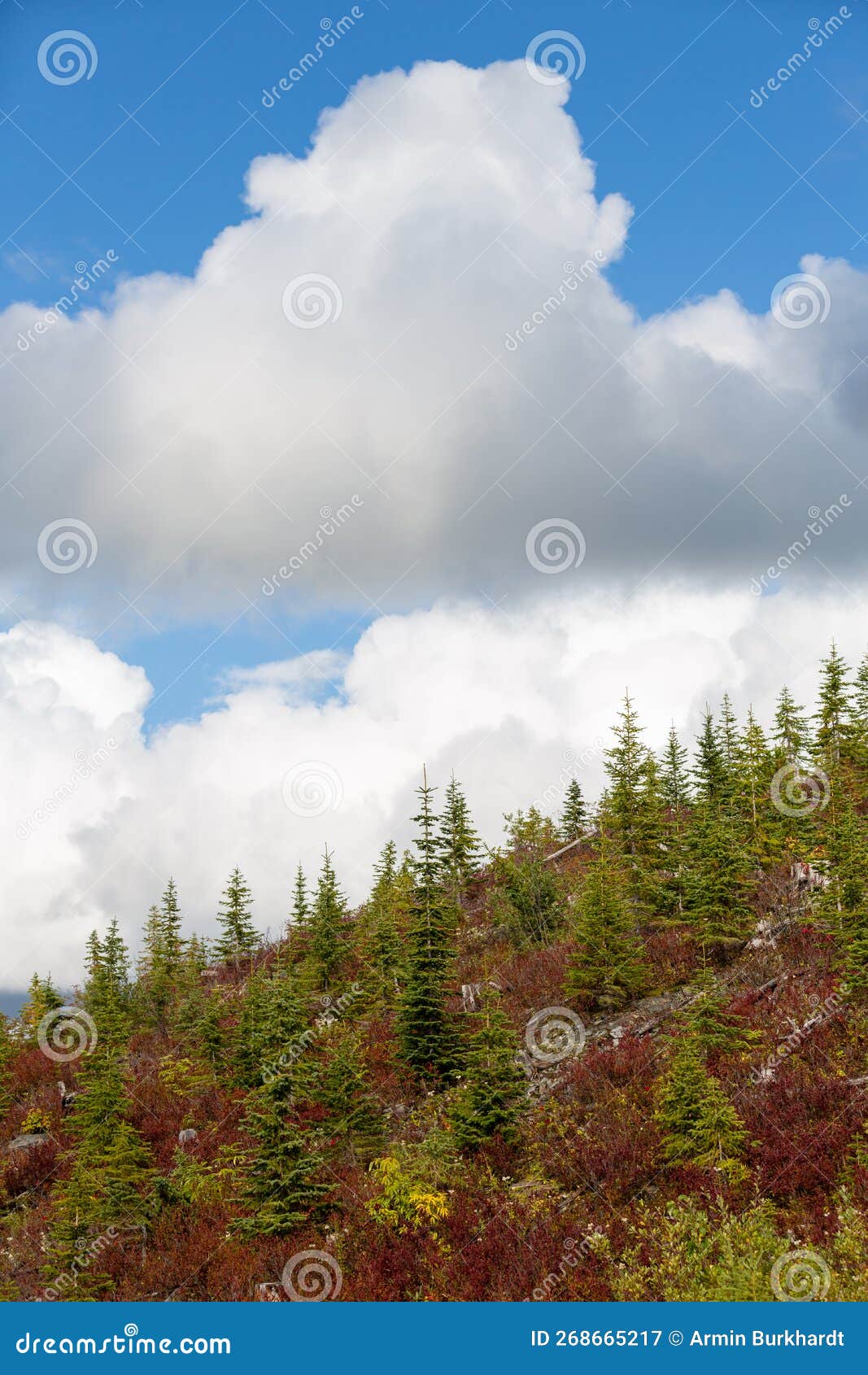 White Clouds and Blue Sky Over Forest Landscape Stock Image - Image of ...