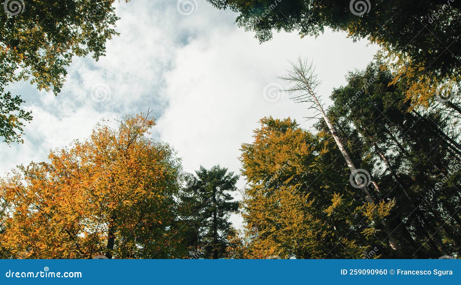 White Clouds Over Autumn Trees Stock Photo - Image of roots, treetops ...