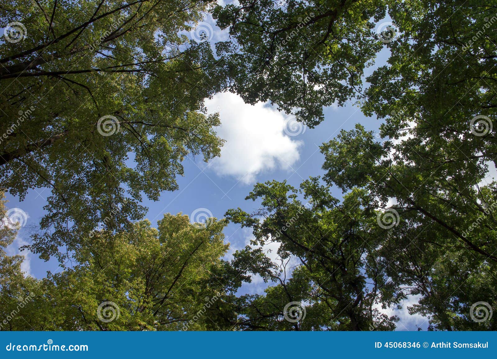 White Clouds Surrounded by Luxuriant Trees Stock Photo - Image of ...