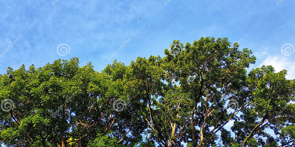 White clouds and trees stock image. Image of nature - 206628223