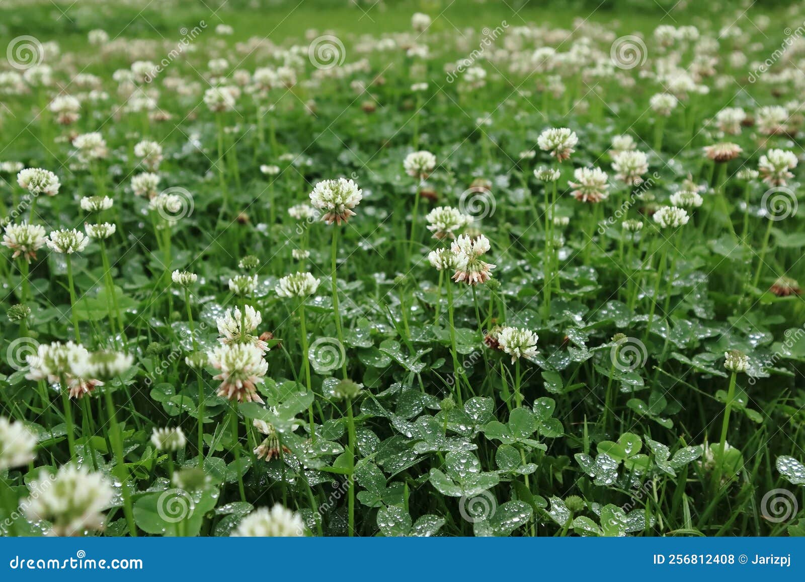 White clover stock photo. Image of blossom, clovers - 256812408