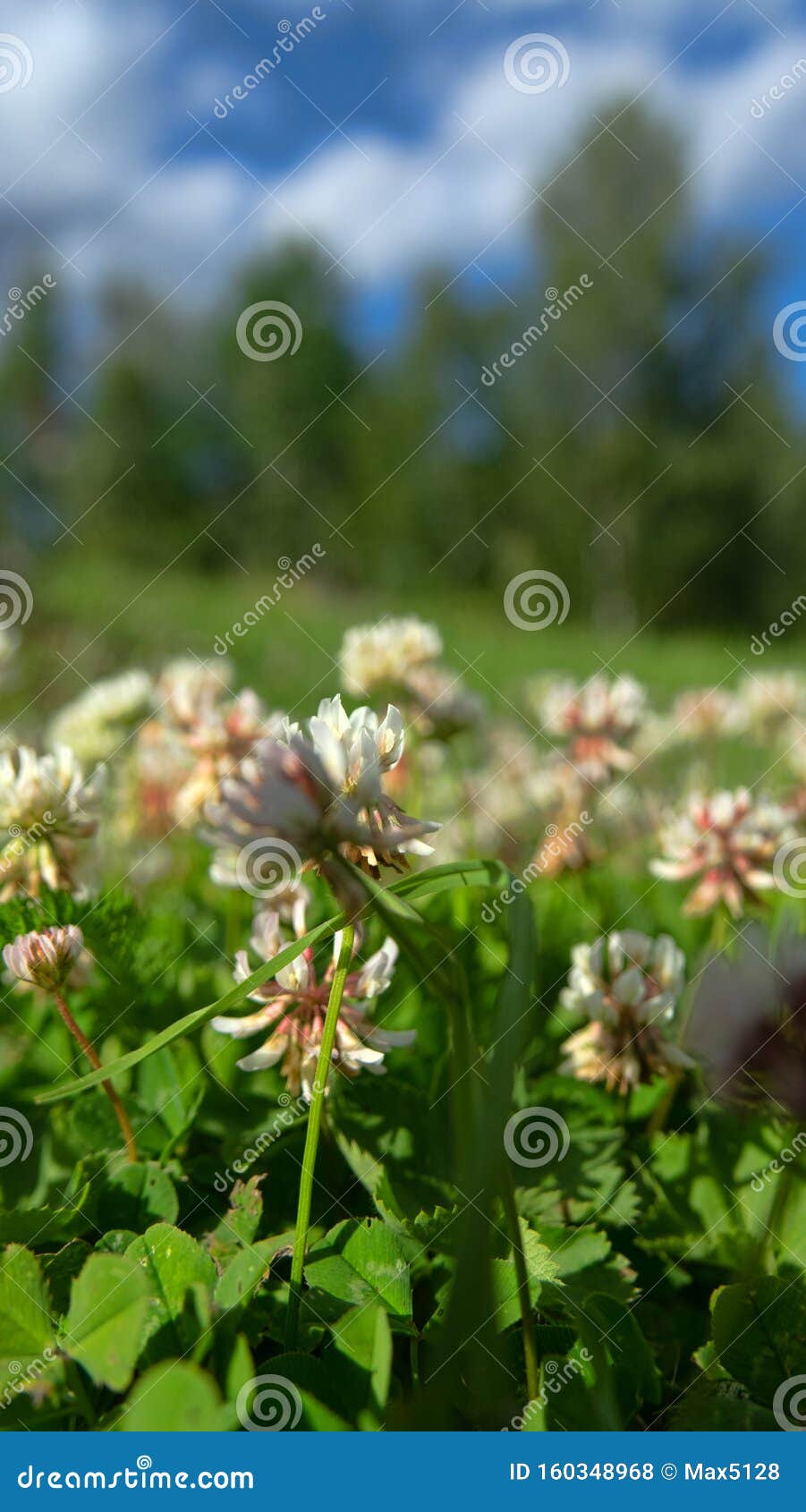 White Clover on the Edge of the Field Stock Photo - Image of ecosystems ...