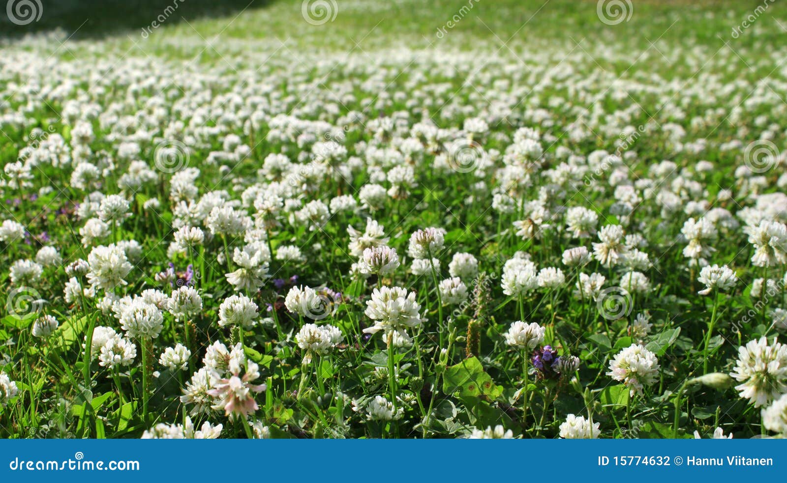 White Clover, Dutch Clover, Creeping Amor Trifolium Repens Royalty-Free ...