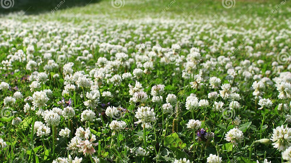 White clover field stock photo. Image of rural, environment - 15774632
