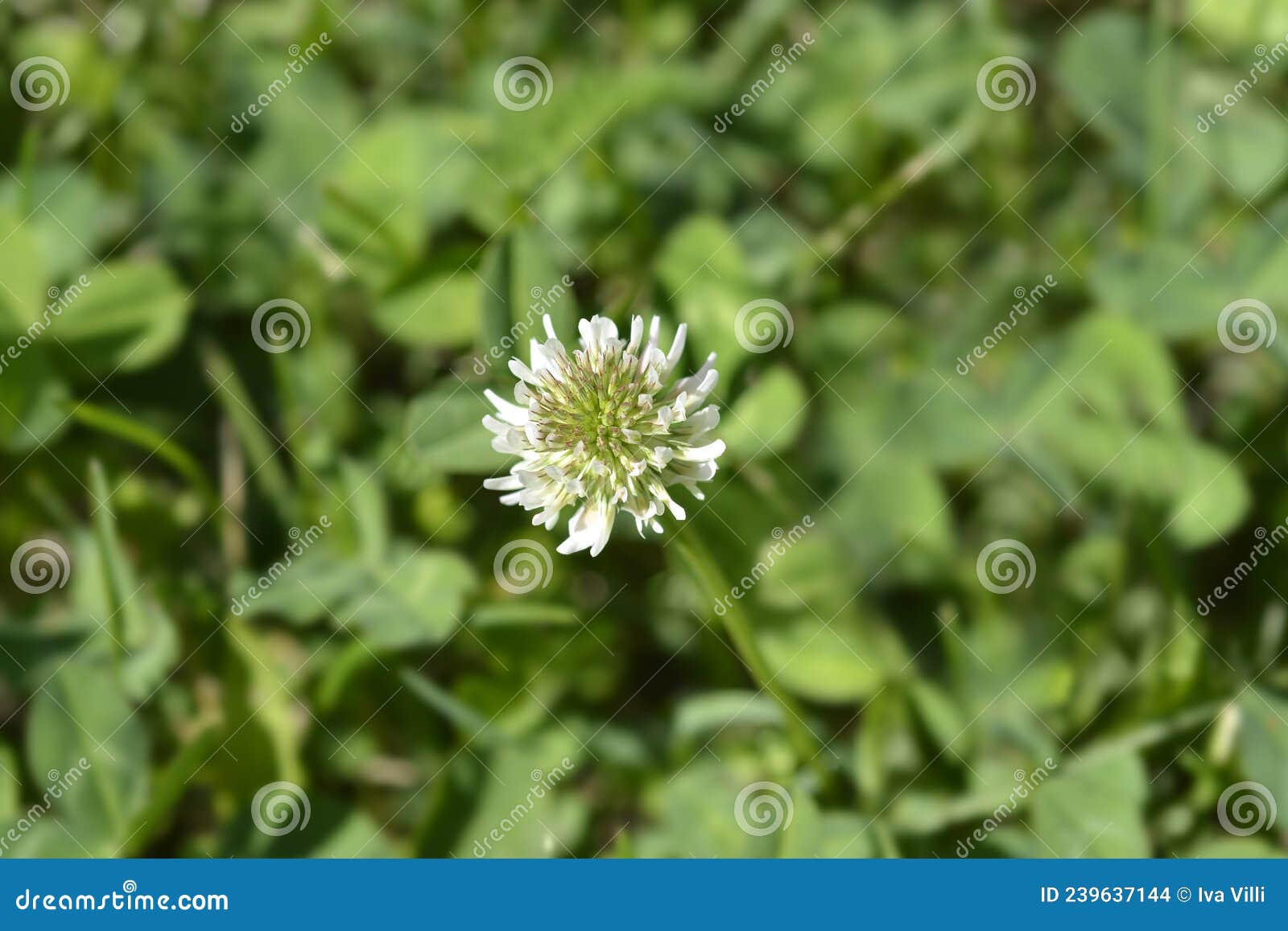 White clover stock photo. Image of brown, close, shamrock - 239637144