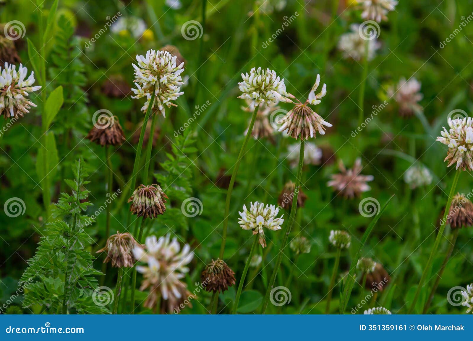 Trifolium Repens, The White Clover (also Known As Dutch Clover, Ladino ...