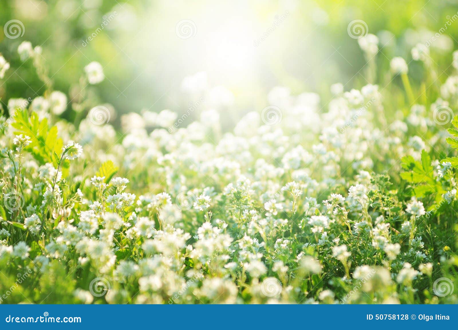 White Clover Flowers in Spring, Shallow Depth of Field Stock Photo ...
