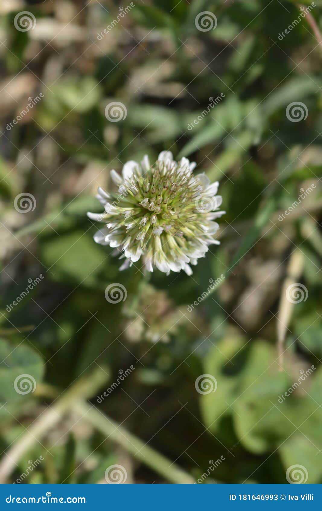White clover stock image. Image of flower, plant, white - 181646993