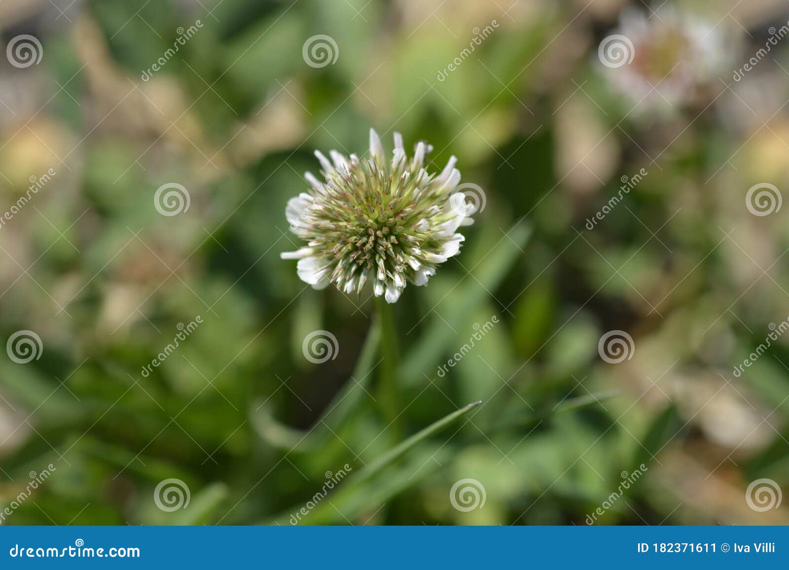 White clover stock image. Image of botany, repens, trifolium - 182371611