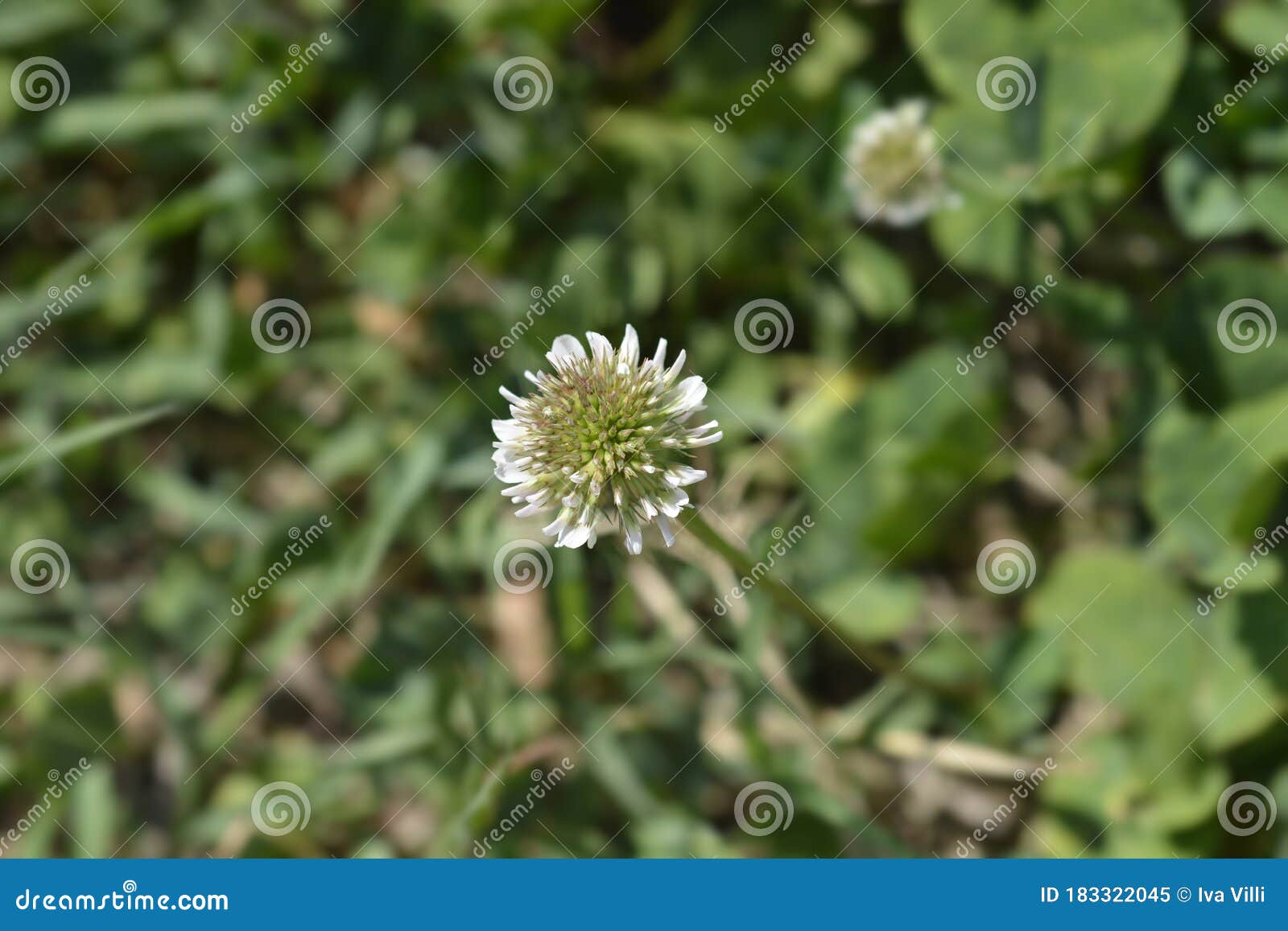White clover stock image. Image of ladino, plant, botany - 183322045