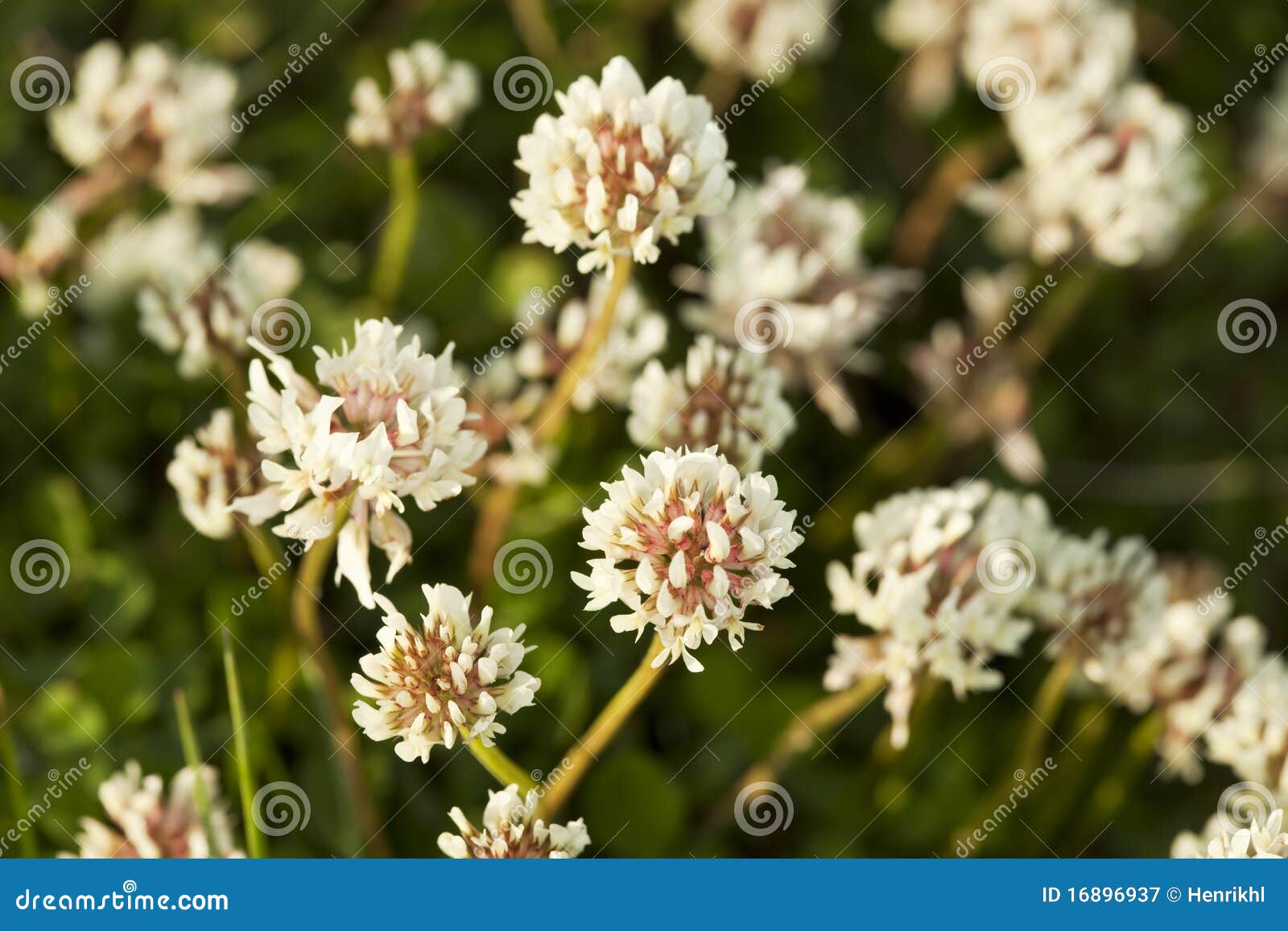 White Clover (Trifolium Repens) Stock Image - Image of meadow, bloom ...