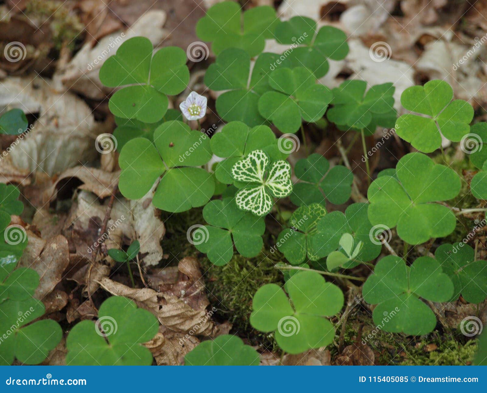 Veined Cloverleaf Stock Photos - Free & Royalty-Free Stock Photos from ...