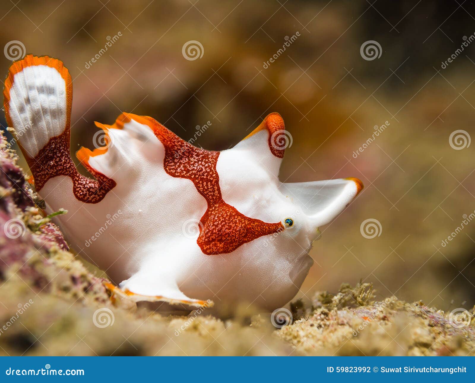 White Clown Frogfish stock photo. Image of white, portrait - 59823992