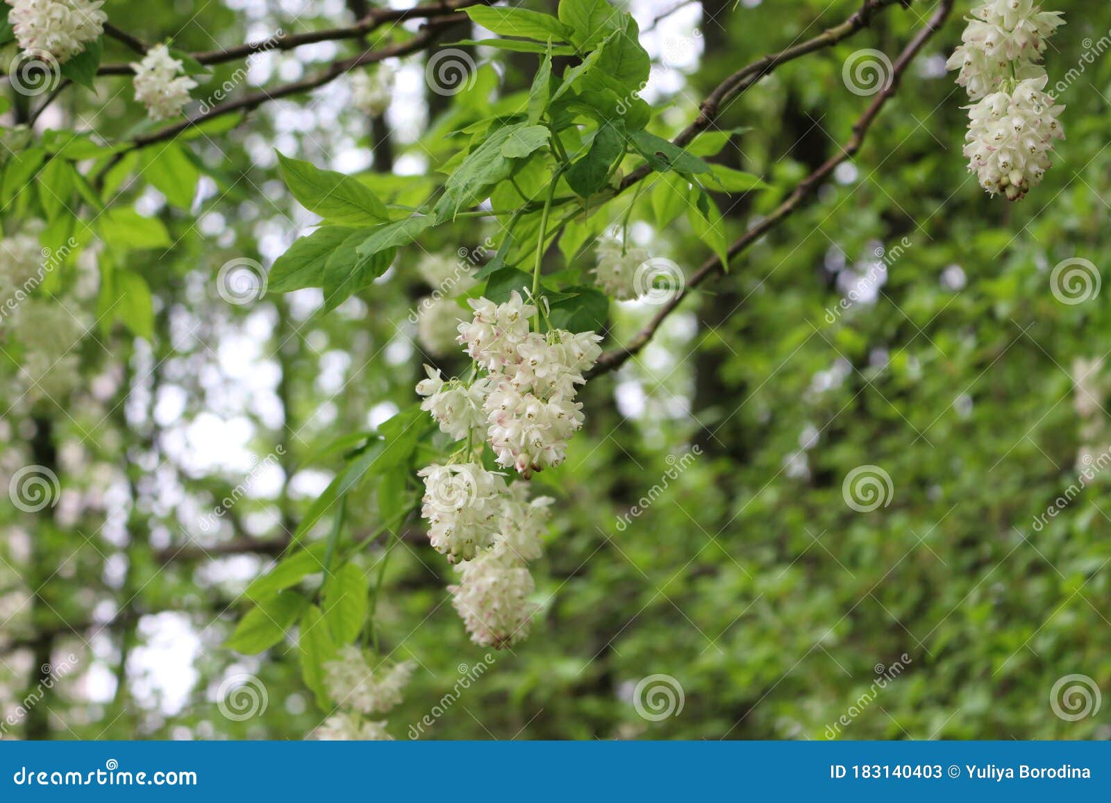 White Clusters of Beautiful Flowers Bloom on a Tree in Spring in the ...