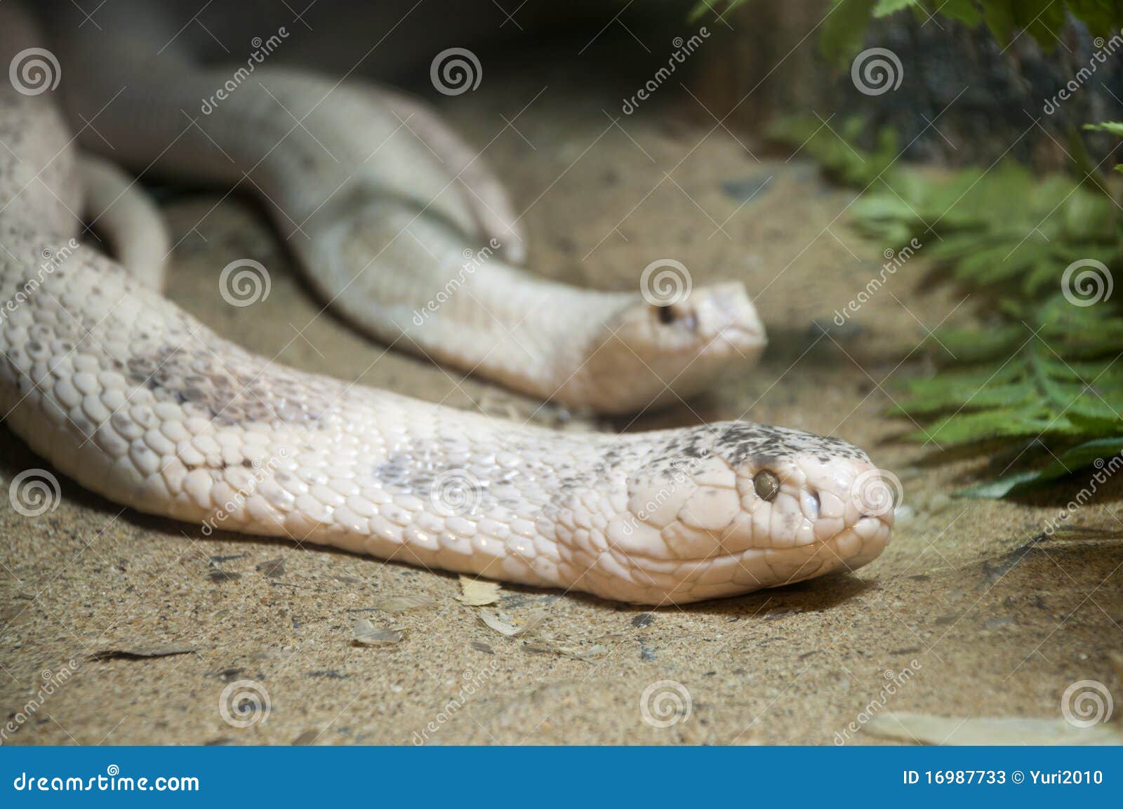 White Cobra stock image. Image of kalahari, deadly, nature - 16987733