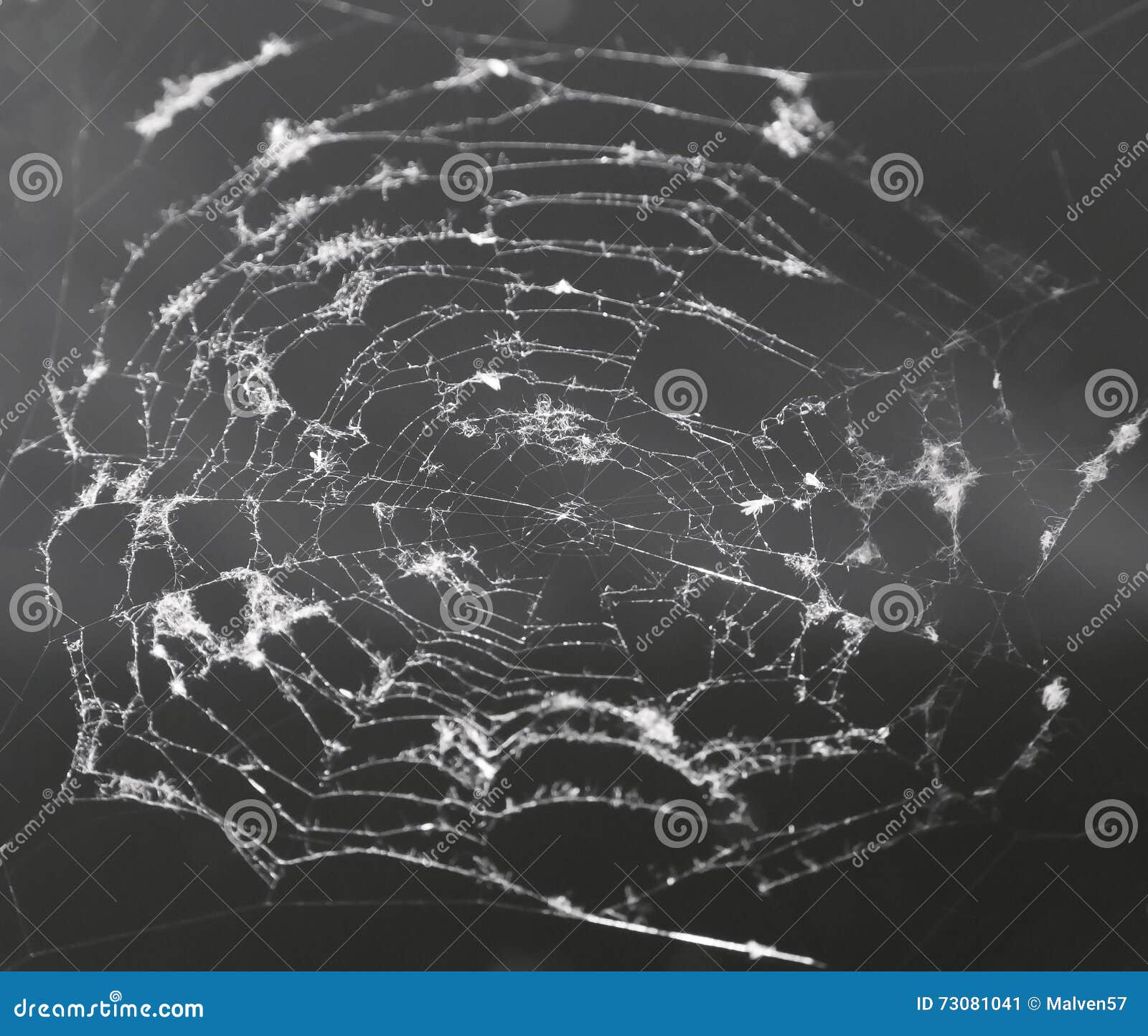 White Cobweb with Abstract Texture on a Black Background Stock Image ...