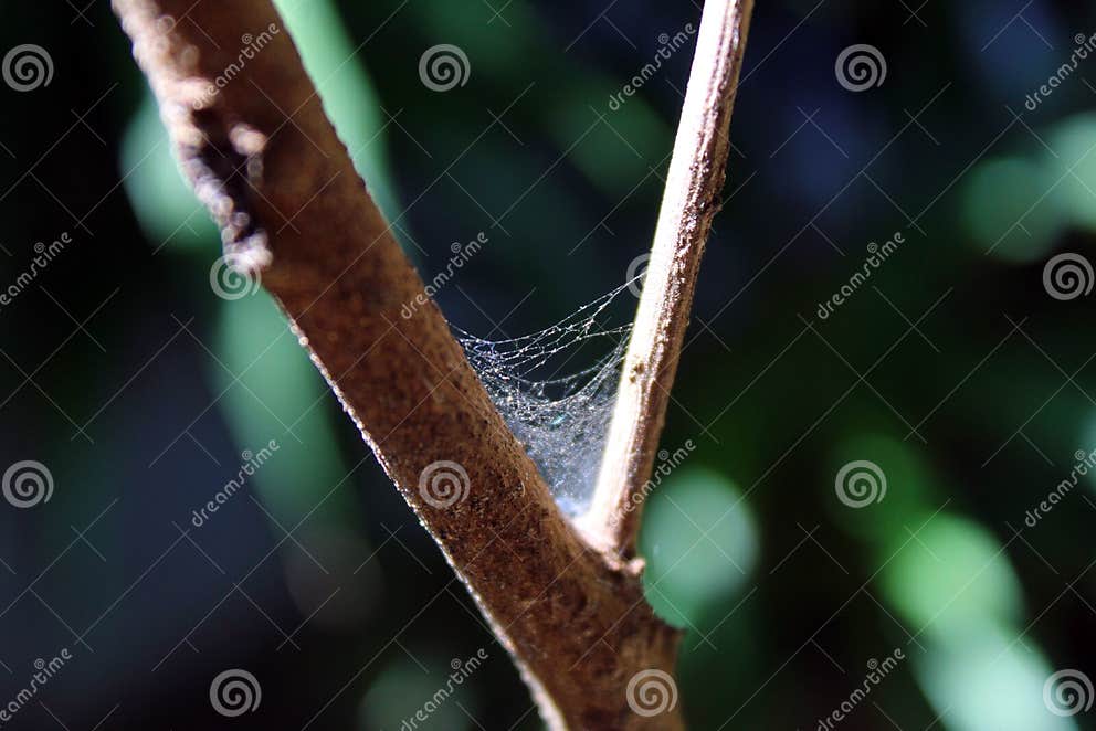 White cobweb stock image. Image of thin, highlighted - 197047493