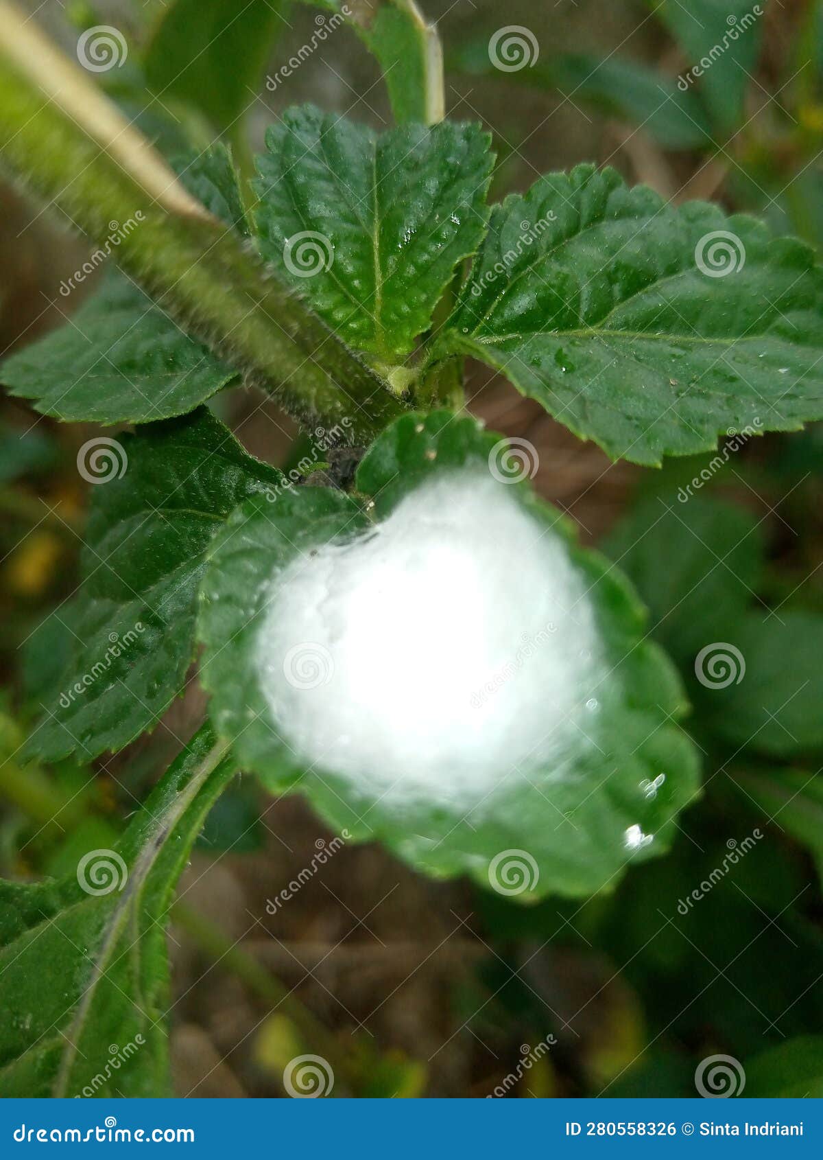 White Cobwebs are Found on Green Leaves Stock Photo - Image of plant ...