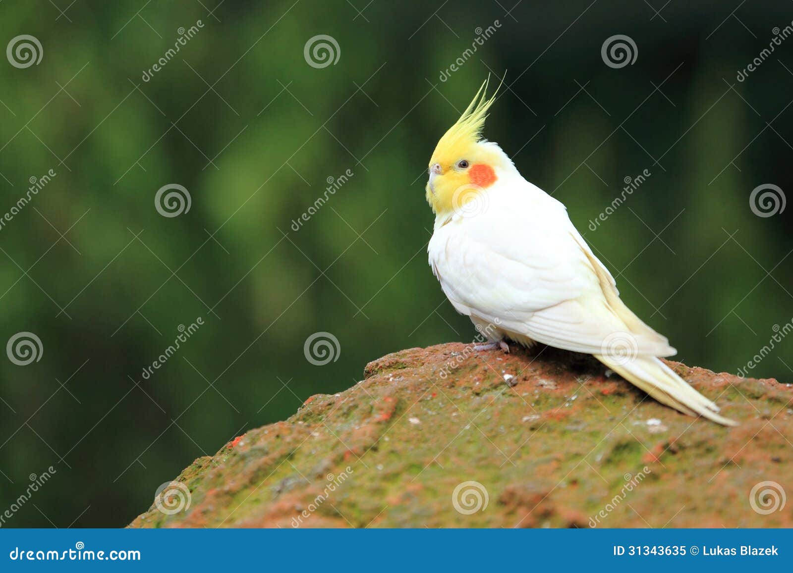 White cockatiel stock image. Image of bird, parrot, cockatoo - 31343635