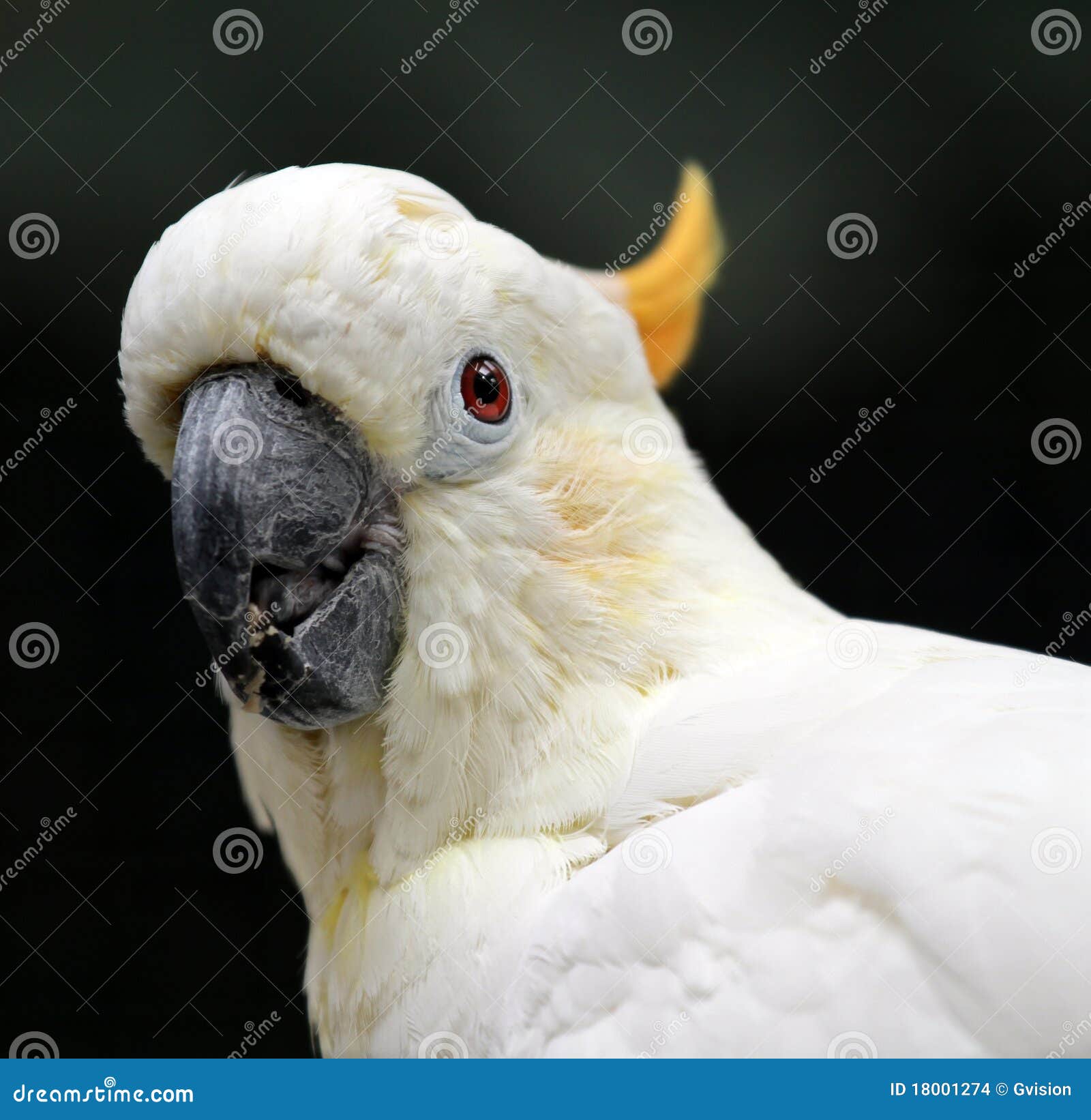 White cockatoo stock photo. Image of mimic, beak, wildlife - 18001274