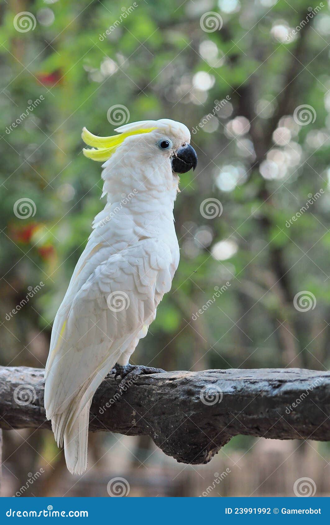 White cockatoo stock photo. Image of travel, isolated - 23991992