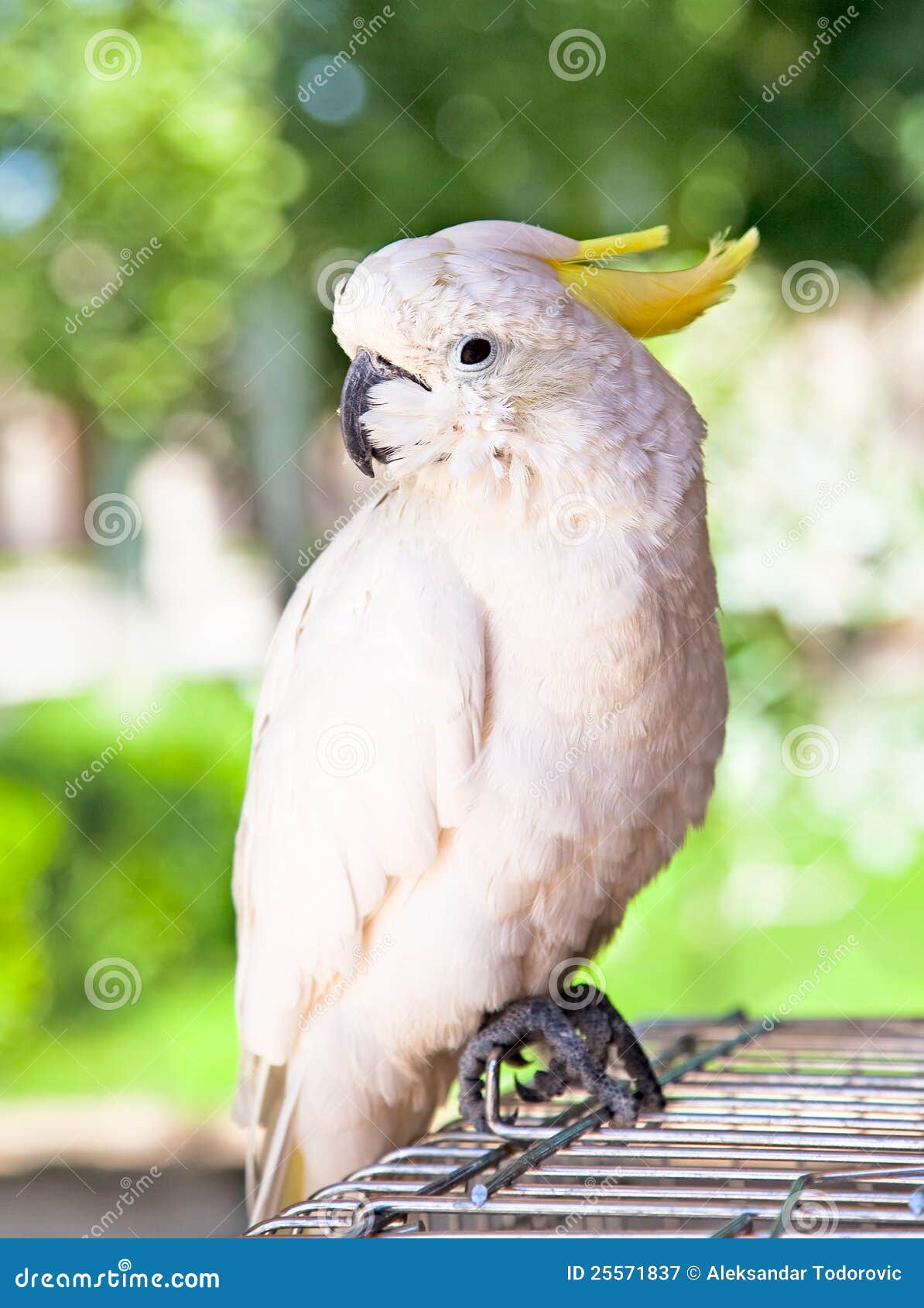 White cockatoo stock image. Image of natural, colorful - 25571837