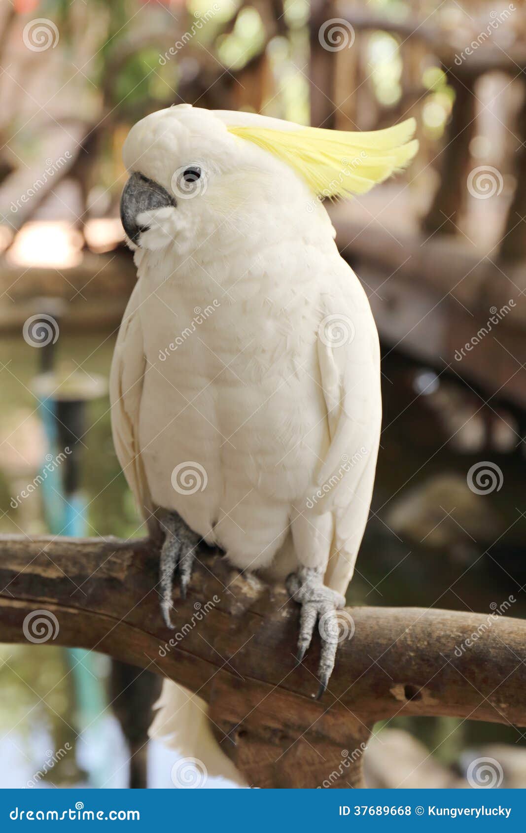 White cockatoo stock photo. Image of crested, forest - 37689668