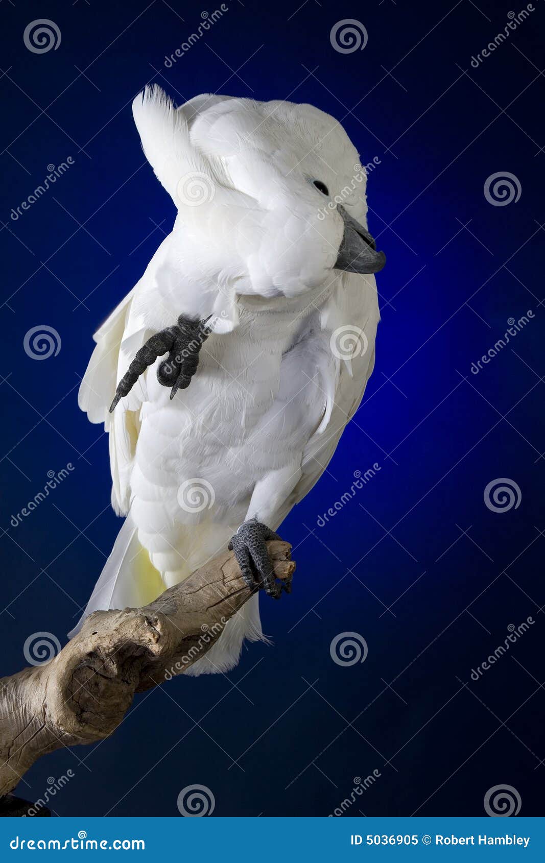 White Cockatoo stock image. Image of background, parrot - 5036905