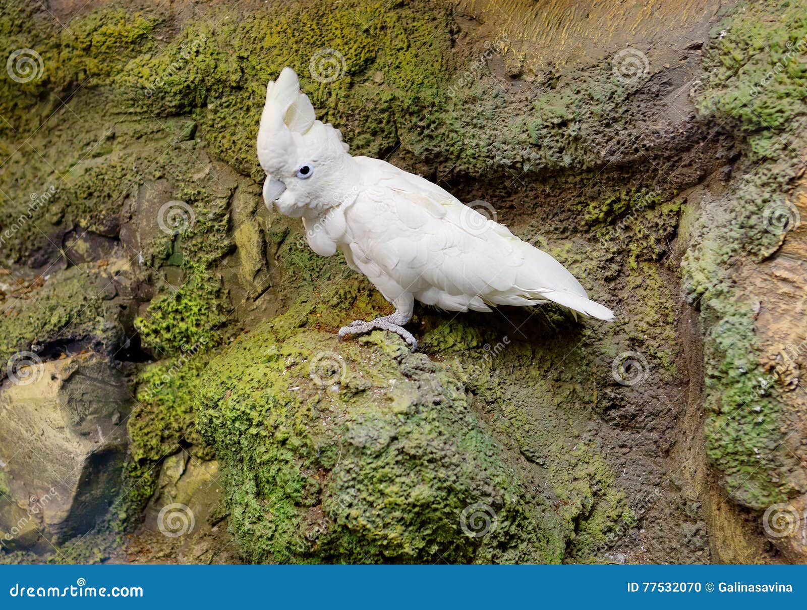 White cockatoo stock photo. Image of plumage, crest, white - 77532070